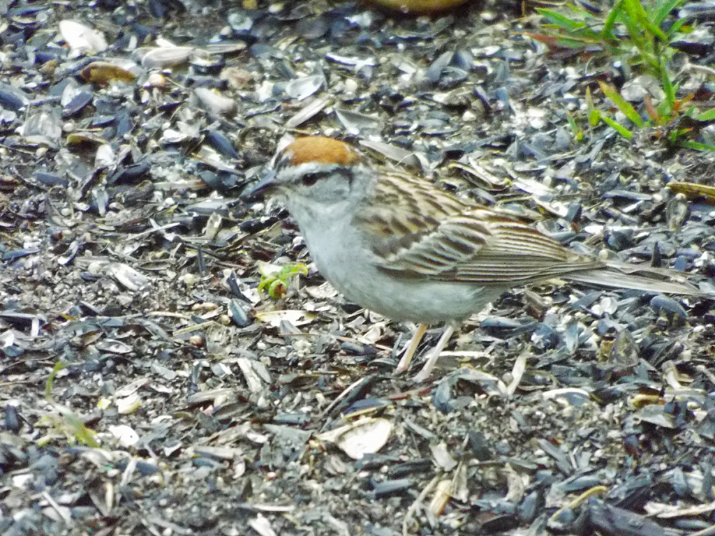 Good Ol’ New England: Cape Cod Adventure – Lonely Birder