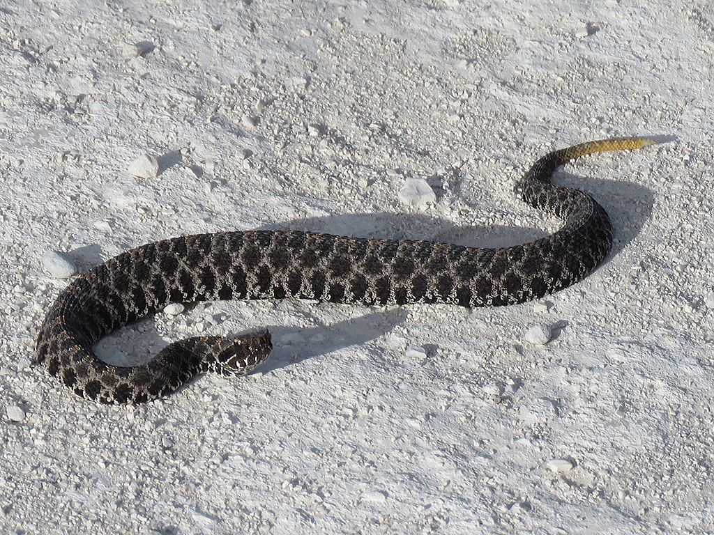 Global Big Day 2018: Two-county day – Lonely Birder